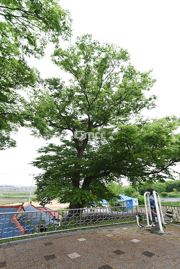 [나무, 천년의 세월을 담다 290] 살아질 혹은 사라질…홍성군 홍북면 내덕리 느티나무 2본