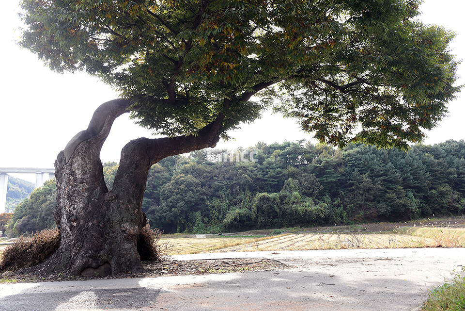 [나무, 천년의 세월을 담다 319] 느티나무 서사…공주시 사곡면 해월리 느티나무 2본