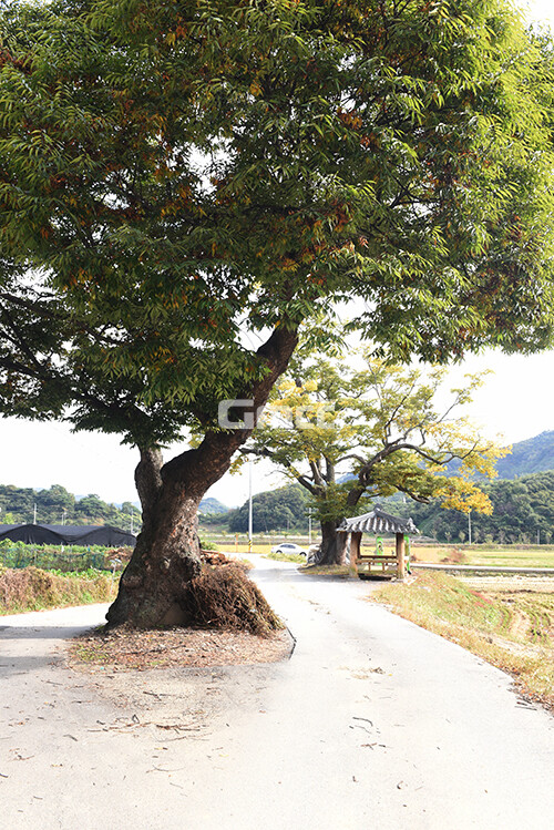 [나무, 천년의 세월을 담다 319] 느티나무 서사…공주시 사곡면 해월리 느티나무 2본