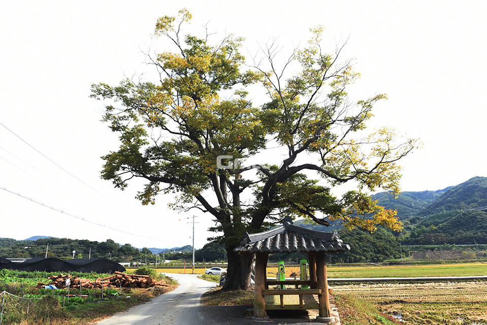 [나무, 천년의 세월을 담다 319] 느티나무 서사…공주시 사곡면 해월리 느티나무 2본
