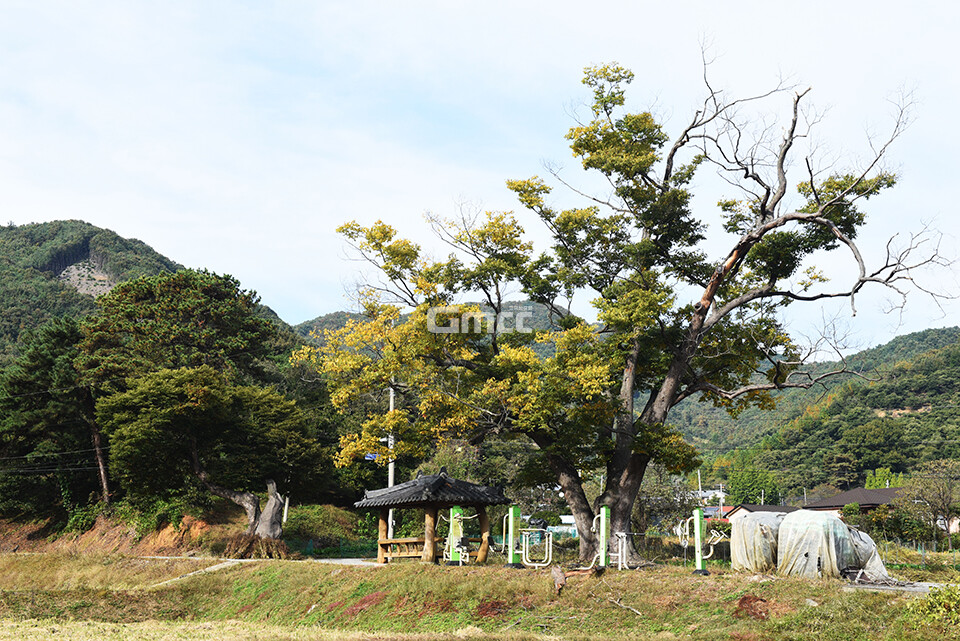 [나무, 천년의 세월을 담다 319] 느티나무 서사…공주시 사곡면 해월리 느티나무 2본